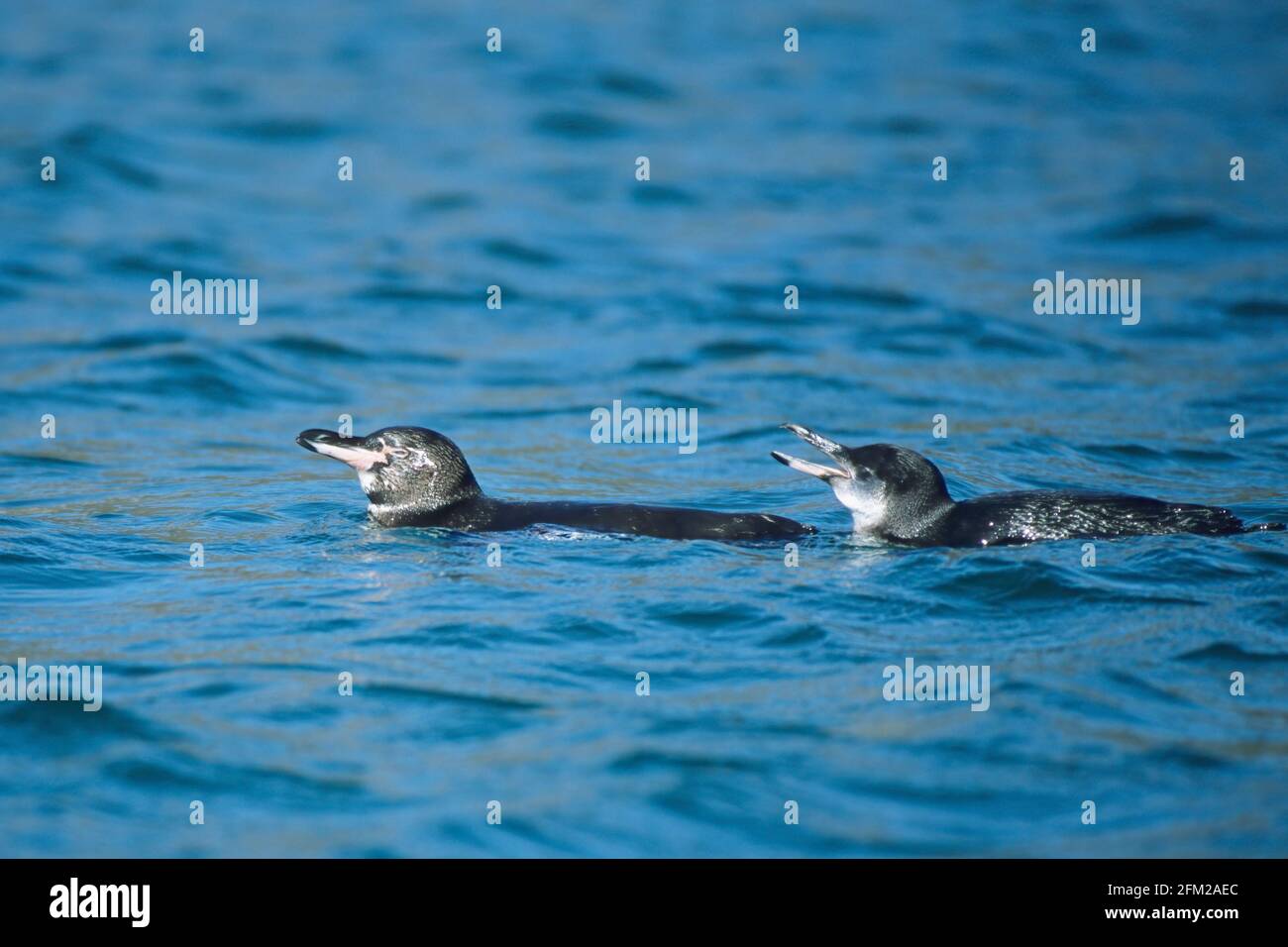 Galapagos Penguin - Mother and Baby Swimming Spheniscus mendiculus ...