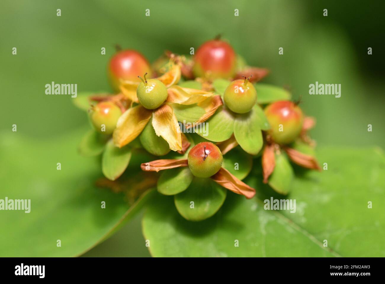 Tutsan, St. John's Wort, Botanical name Hypericum androsaemum. Also ...