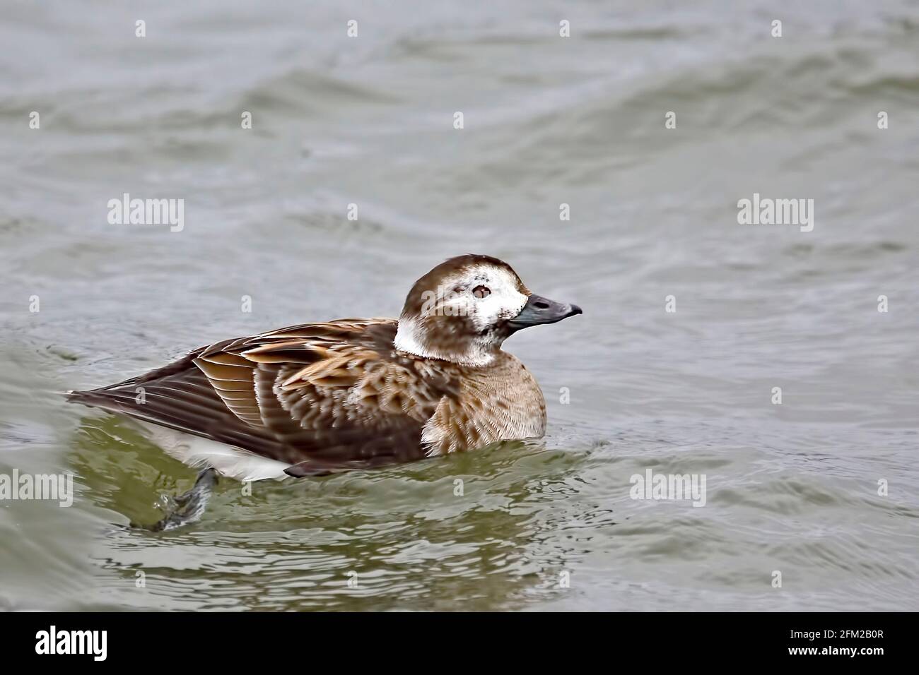 Female long tailed duck hi-res stock photography and images - Alamy