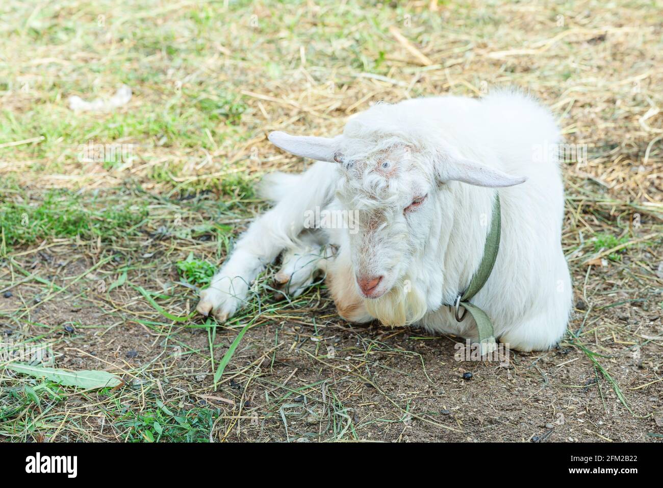 Cute goat relaxing in ranch farm in summer day. Domestic goats grazing ...