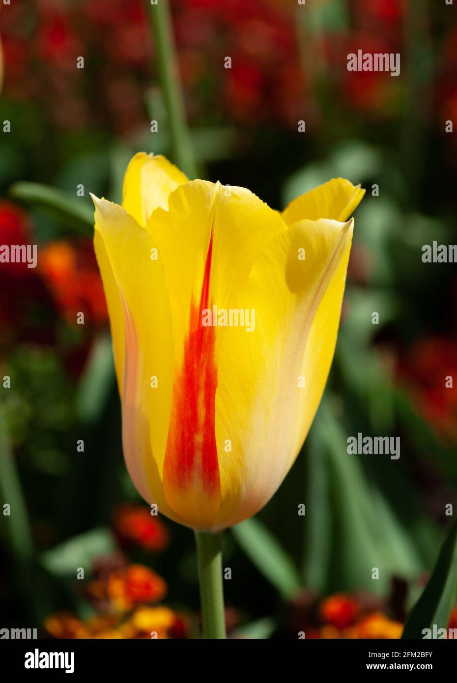 Tulip Hocus Pocus High Resolution Stock Photography and Images - Alamy