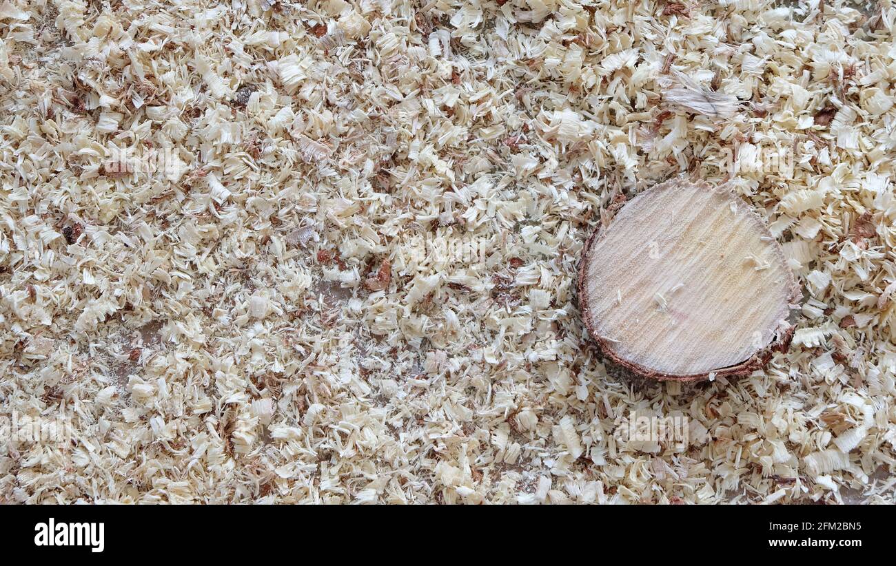 Top view of a small round wood piece, with sawdust and small wood ...