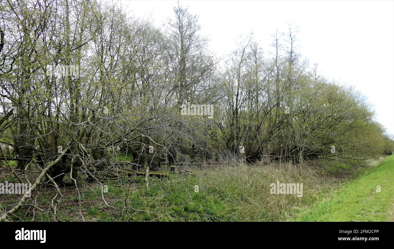 Sparse greenery hi-res stock photography and images - Alamy