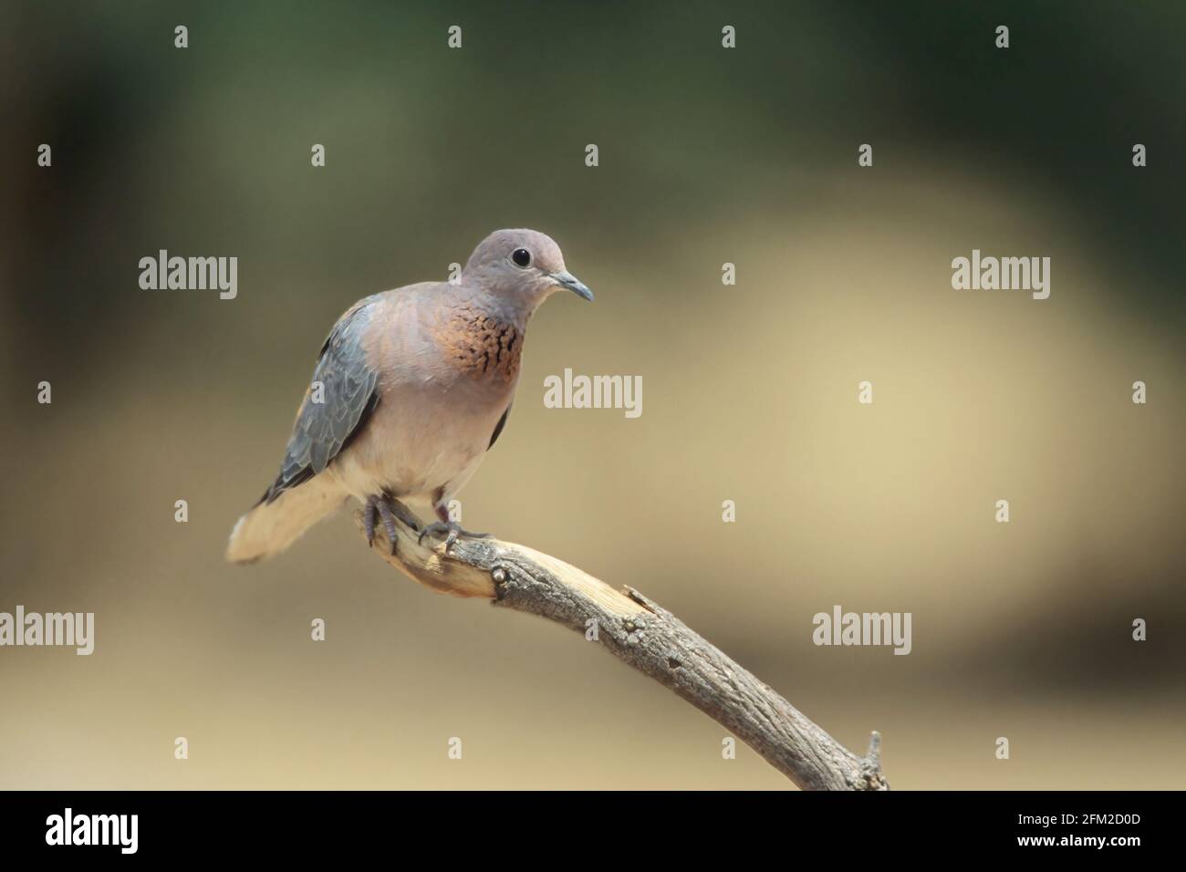 Laughing Doves Streptopelia Senegalensis High Resolution Stock ...