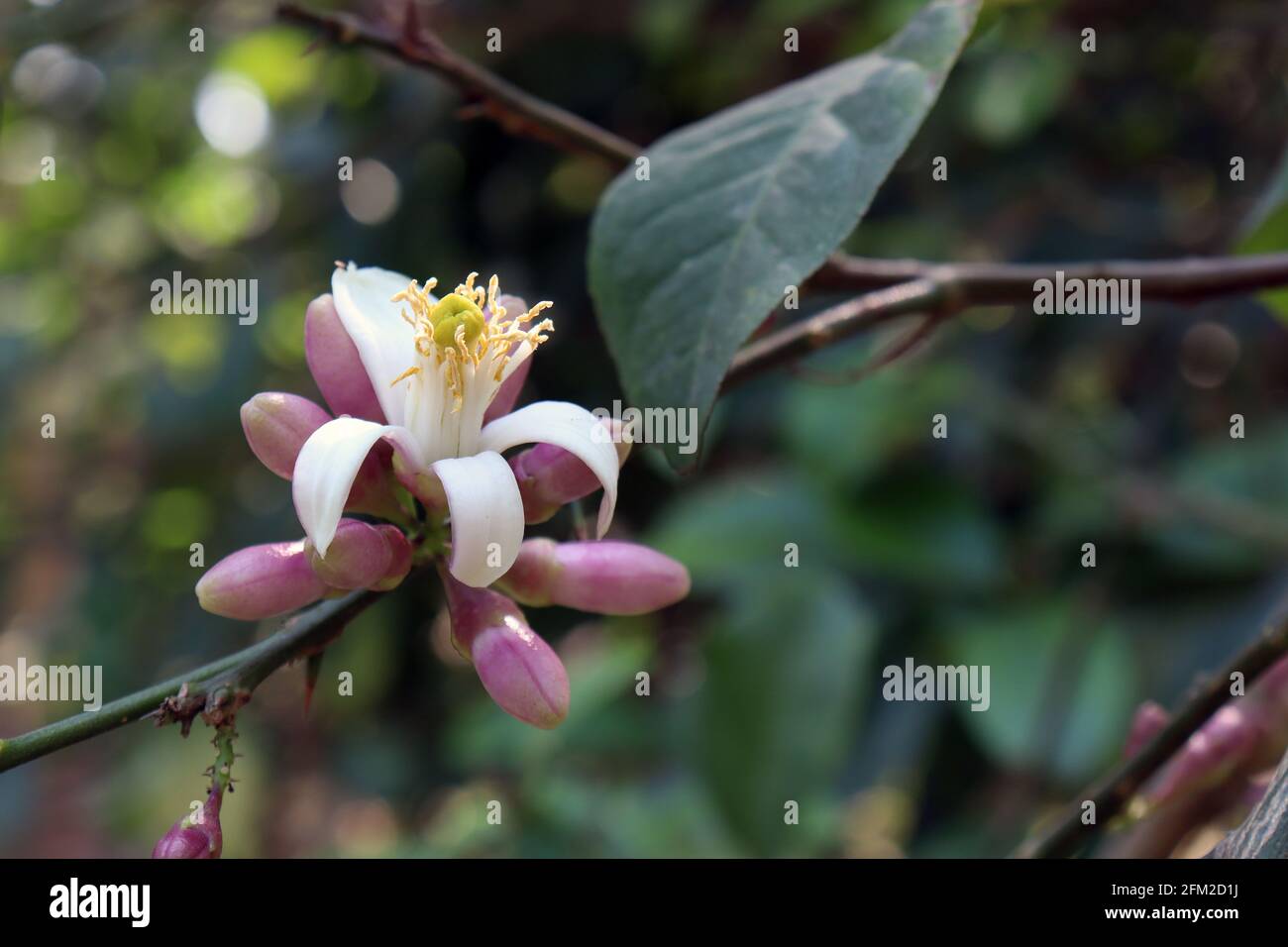 pink colored lemon flower on tree in firm Stock Photo - Alamy