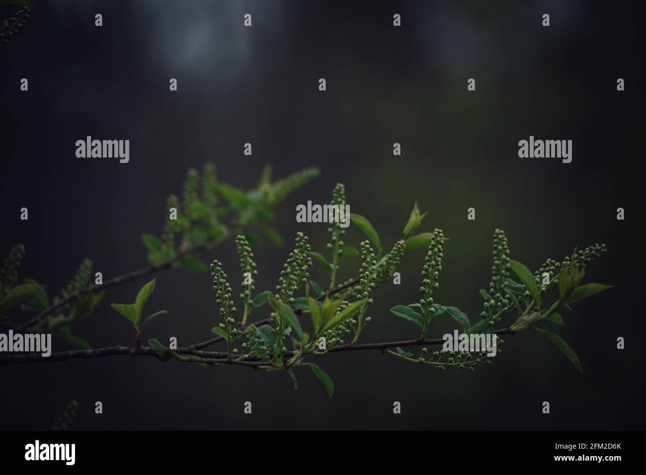 The buds that bloom on the tree Prunus padus, known as bird cherry ...