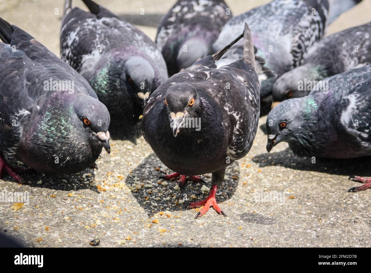 Flock pigeons river eating food hi-res stock photography and images - Alamy