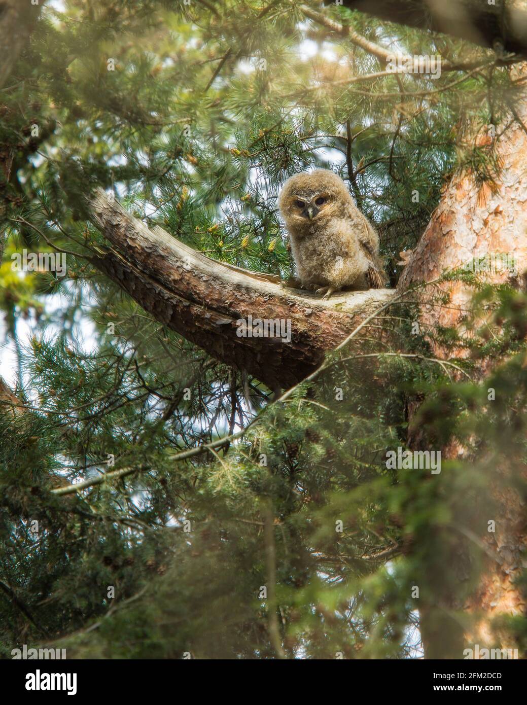 Young Tawny Owl in a tree Stock Photo - Alamy