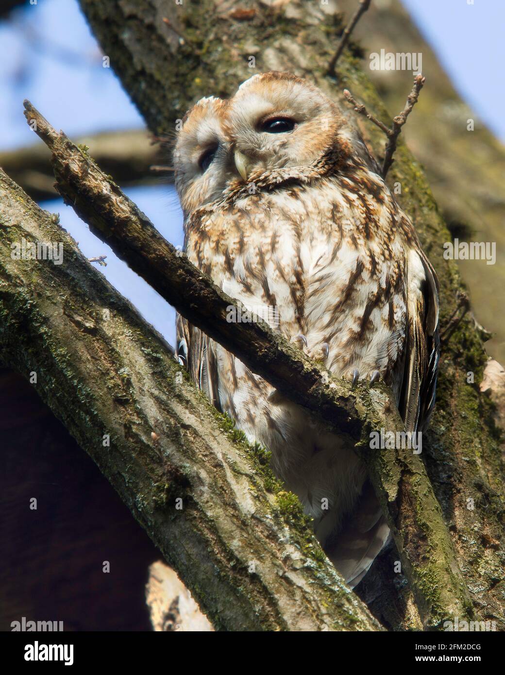 Young Tawny Owl in a tree Stock Photo - Alamy