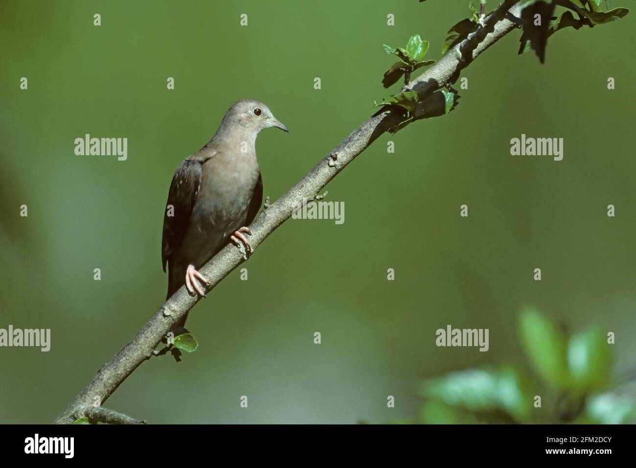 Ruddy Ground Dove Columbina talpacoti Trinidad BI006008 Stock Photo - Alamy