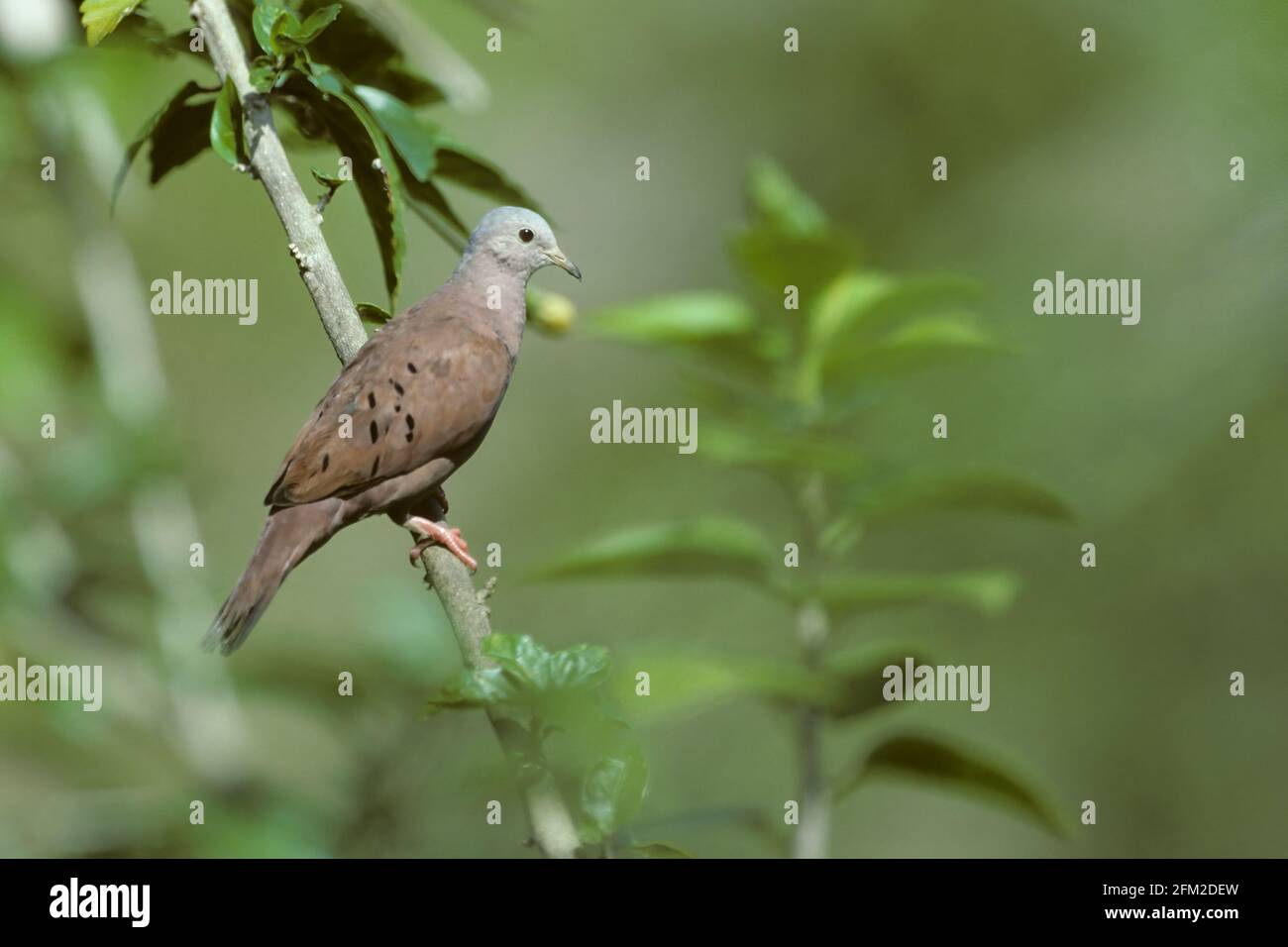 Ruddy Ground Dove Columbina talpacoti Trinidad BI006009 Stock Photo - Alamy