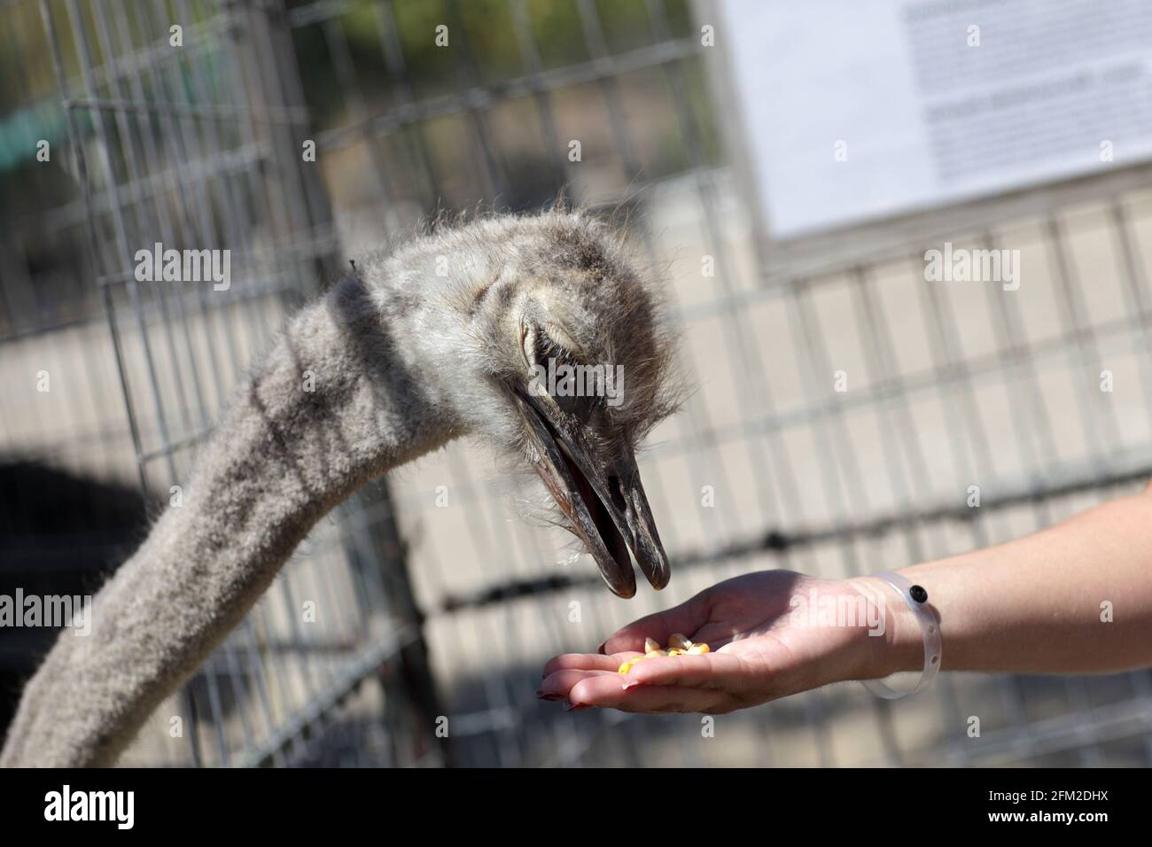 Feeding of ostrich on the farm, Rhodes Stock Photo - Alamy