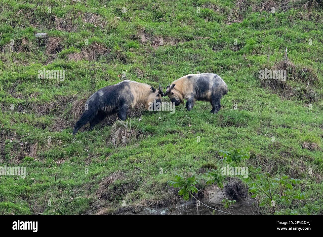 Fighting Golden Takin bulls in Tangjiahe National Nature Reserve Stock ...