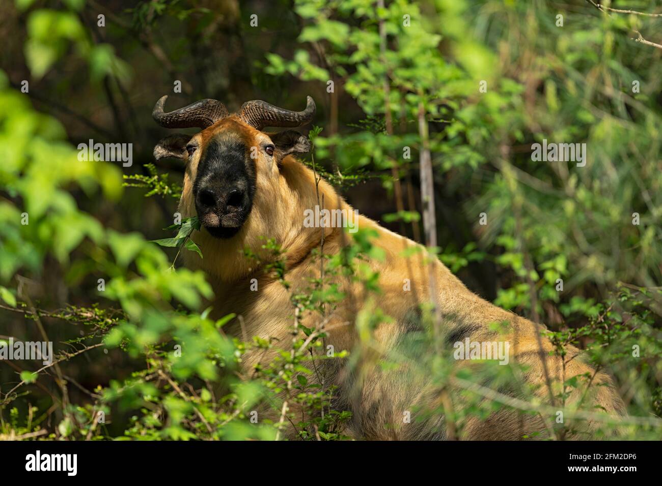 Golden Takin in Tangjiahe National Nature Reserve Stock Photo - Alamy