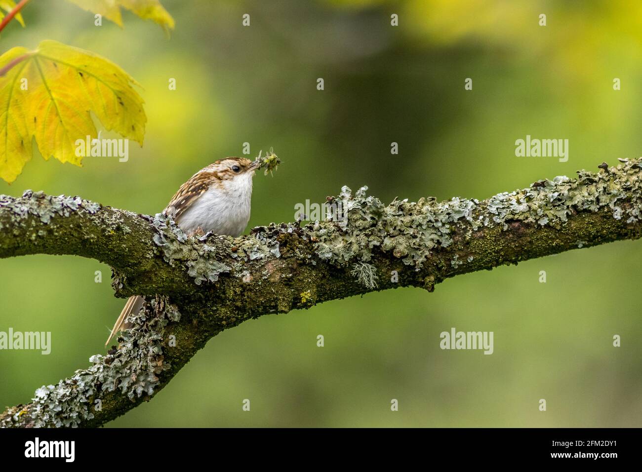 Treecreeper (Certhia familiaris) with food for the chicks Stock Photo ...