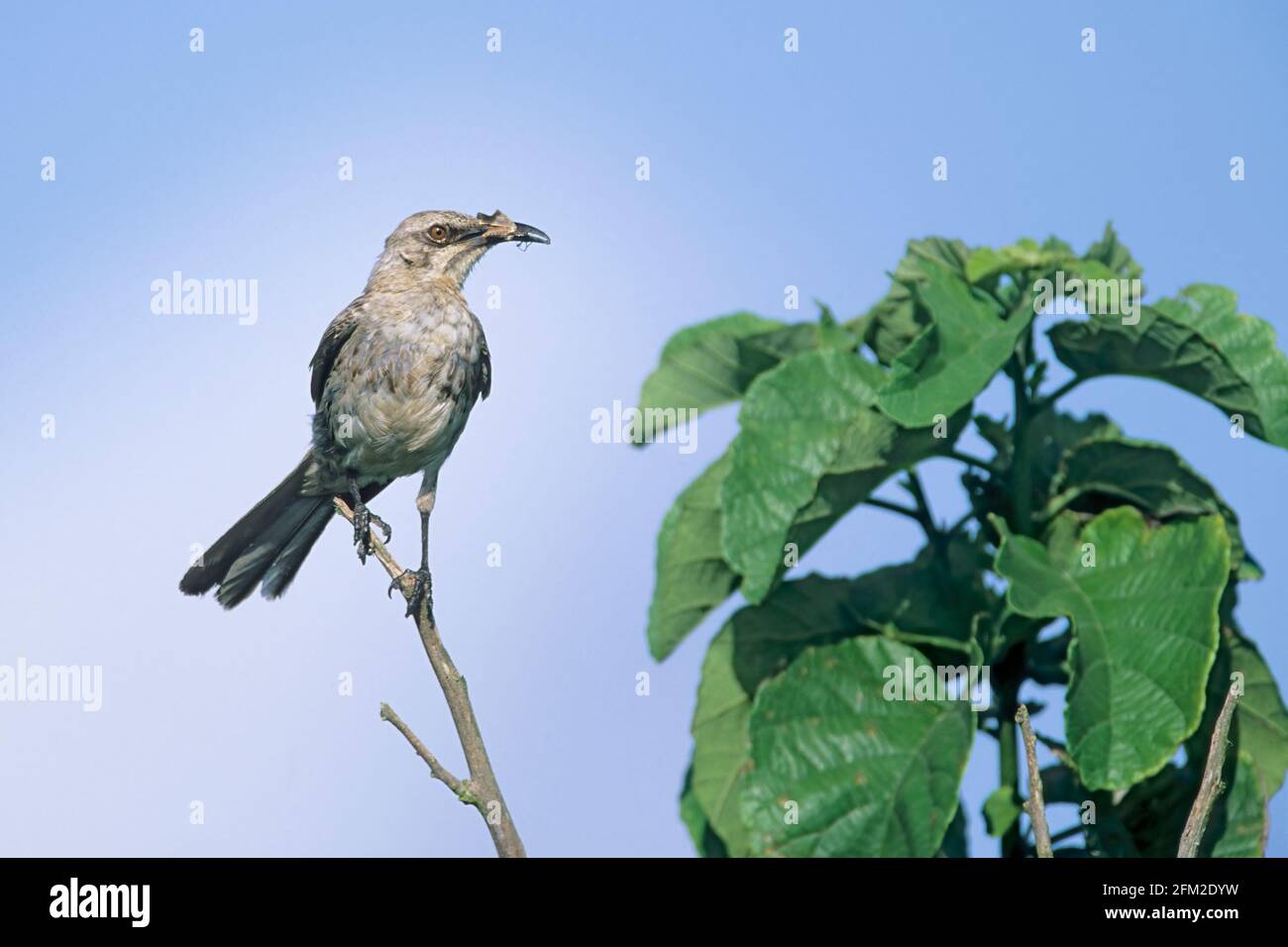 Hood Mockingbird Nesomimus macdonaldi Hood (Espanola) island, Galapagos ...