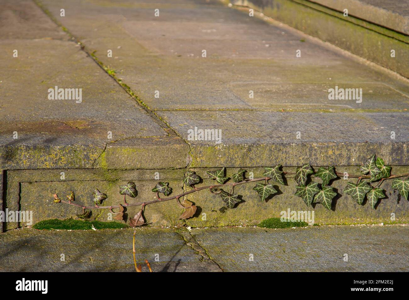 Closeup shot of a sidewalk covered in moss and dirt Stock Photo - Alamy