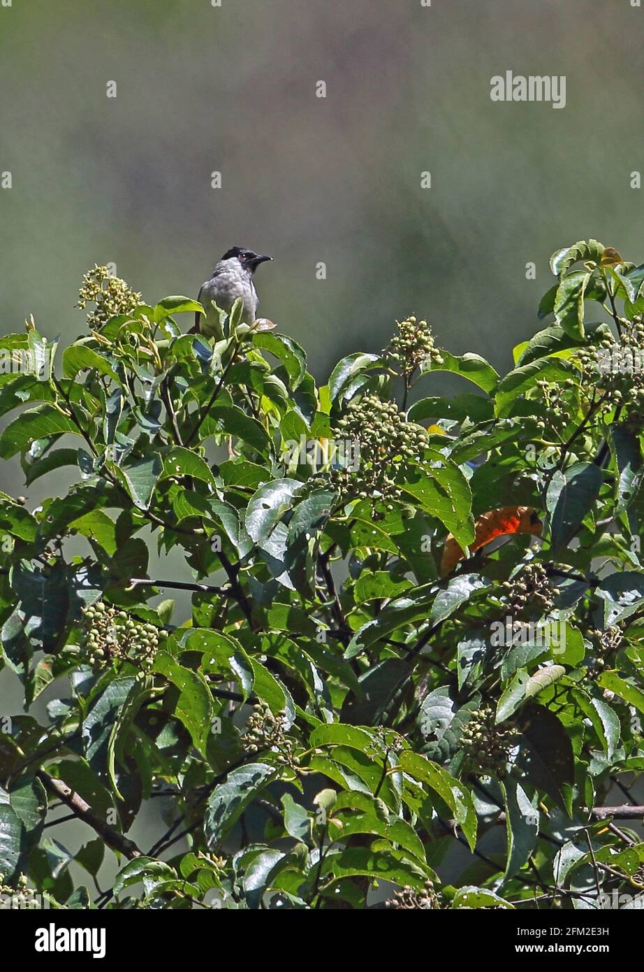 Sooty-headed Bulbul (Pycnonotus aurigaster aurigaster) adult perched on ...