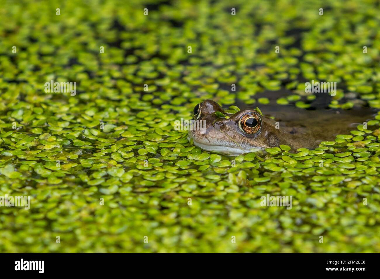 Happy tree frog hi-res stock photography and images - Alamy