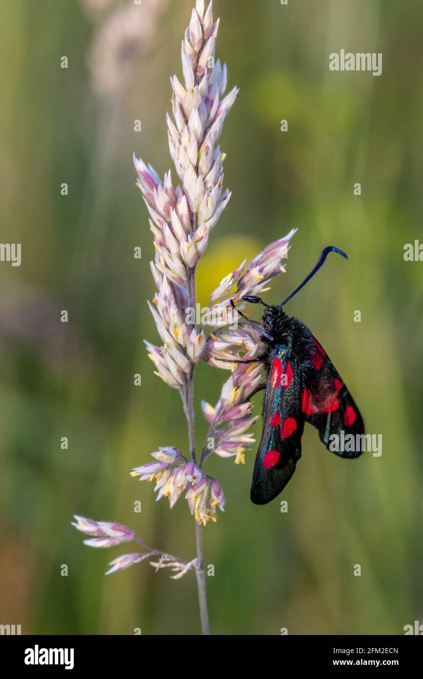 Five spot burnet zygaena trifolii hi-res stock photography and images ...