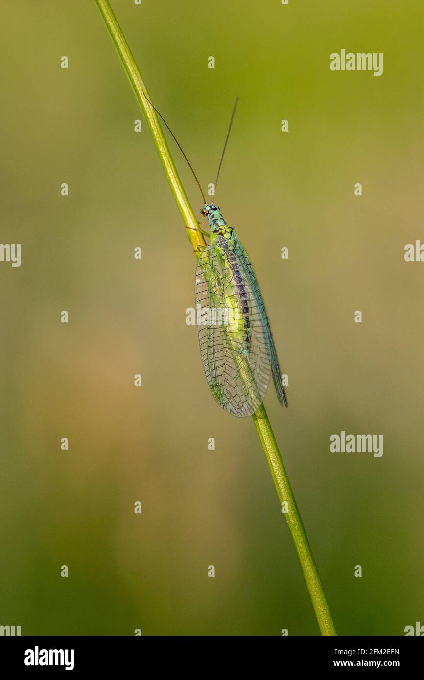 Entomology and lacewing hi-res stock photography and images - Alamy