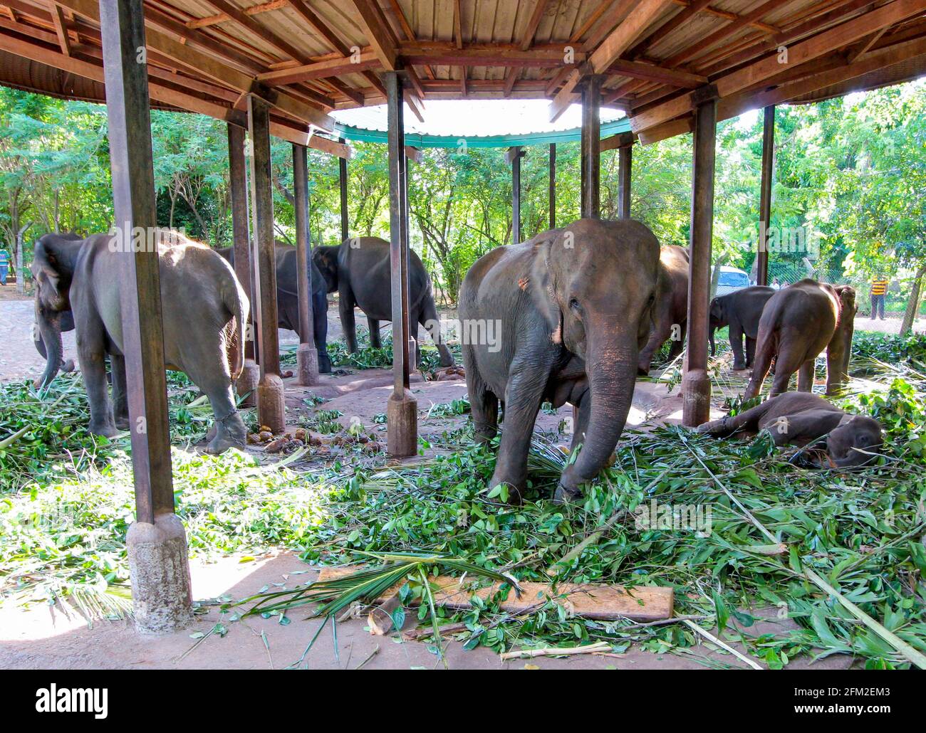 Elephant circle hi-res stock photography and images - Alamy