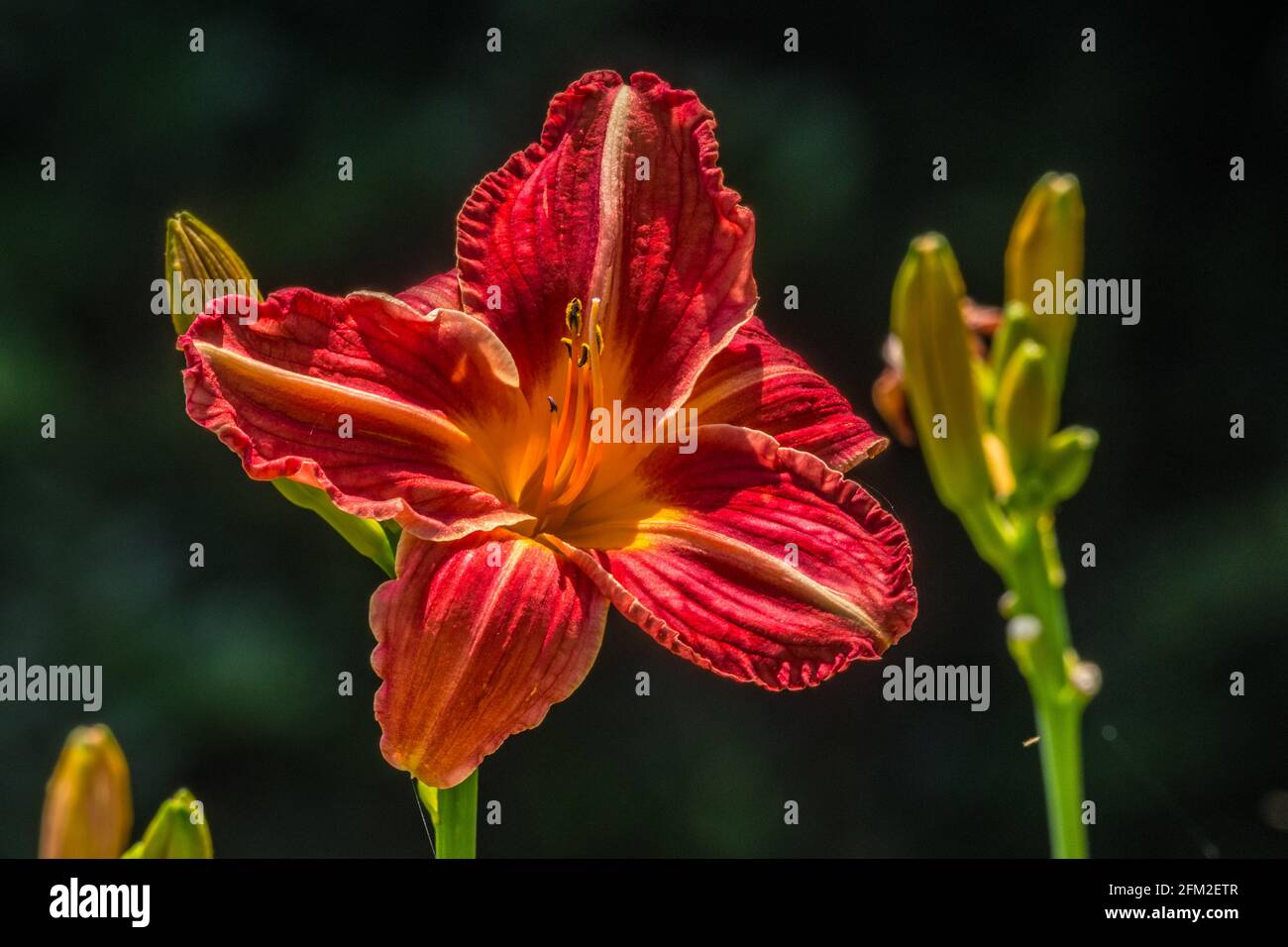 A bright red with a yellow center daylily fully opened closeup with ...