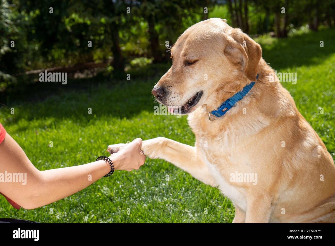 Cute, adorable, and trained brown Labrador Retriever giving its paw to ...