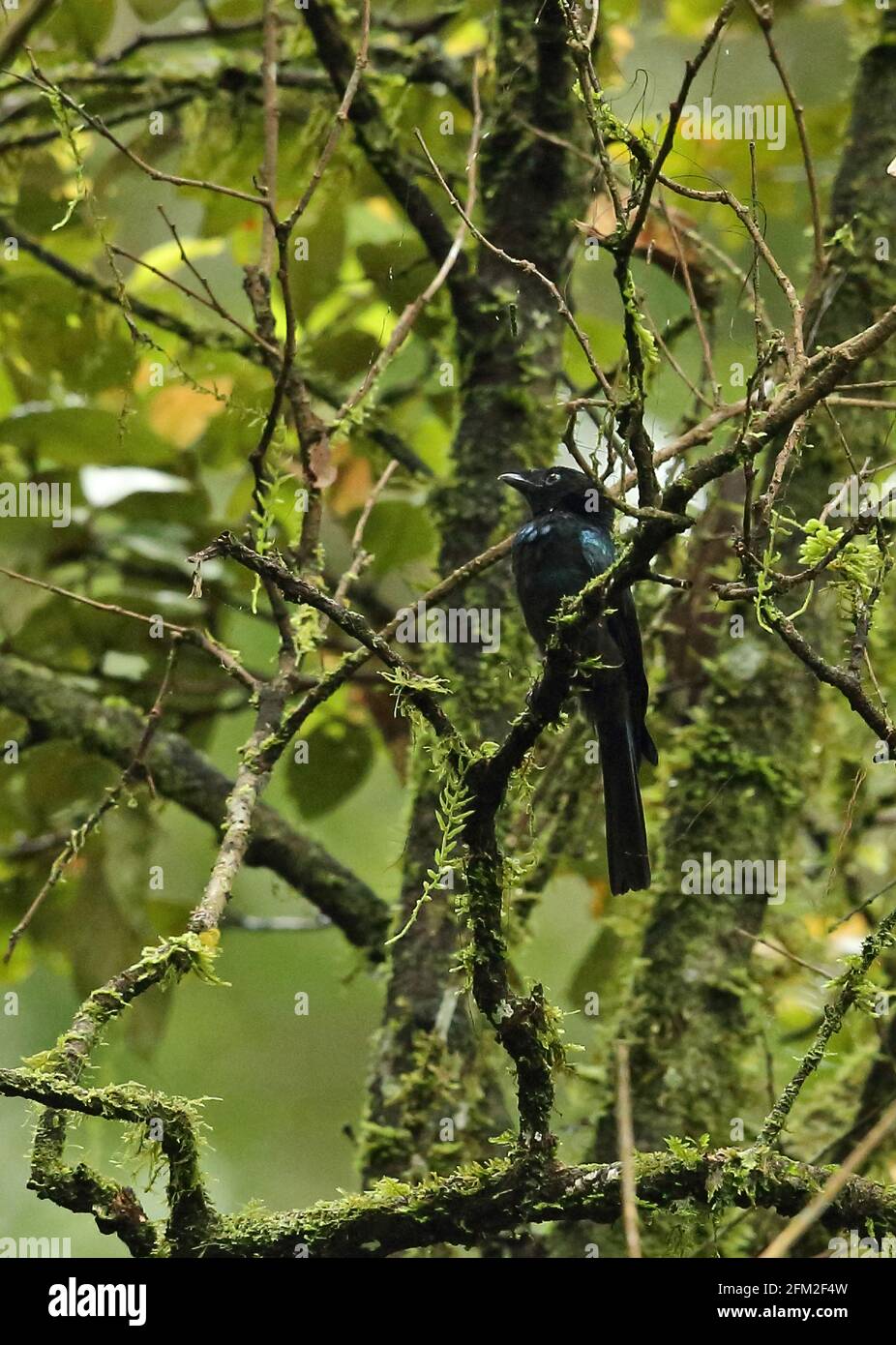 Sumatran Drongo (Dicrurus sumatranus sumatranus) adult perched on ...