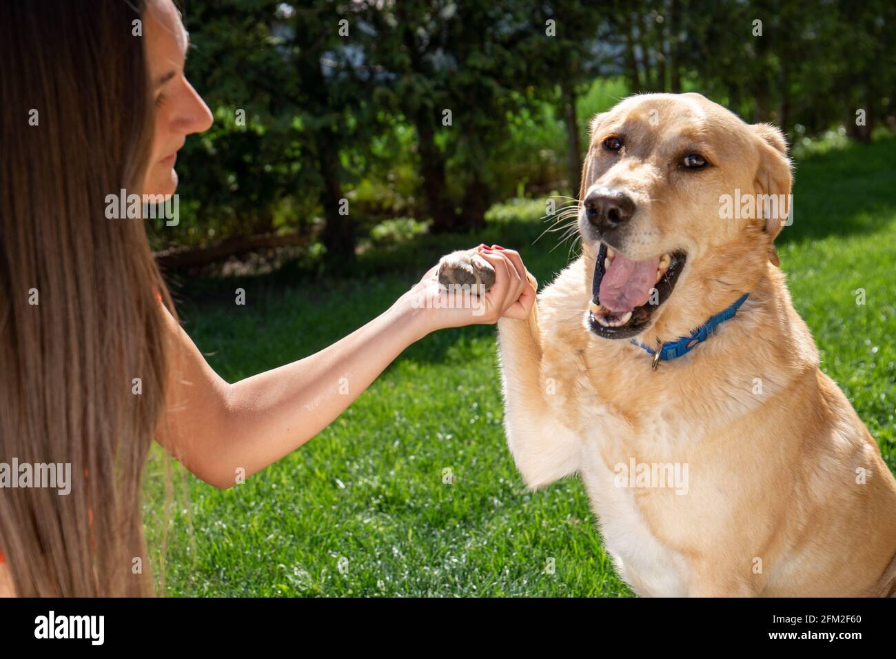Cute, adorable, and trained brown Labrador Retriever giving its paw to ...