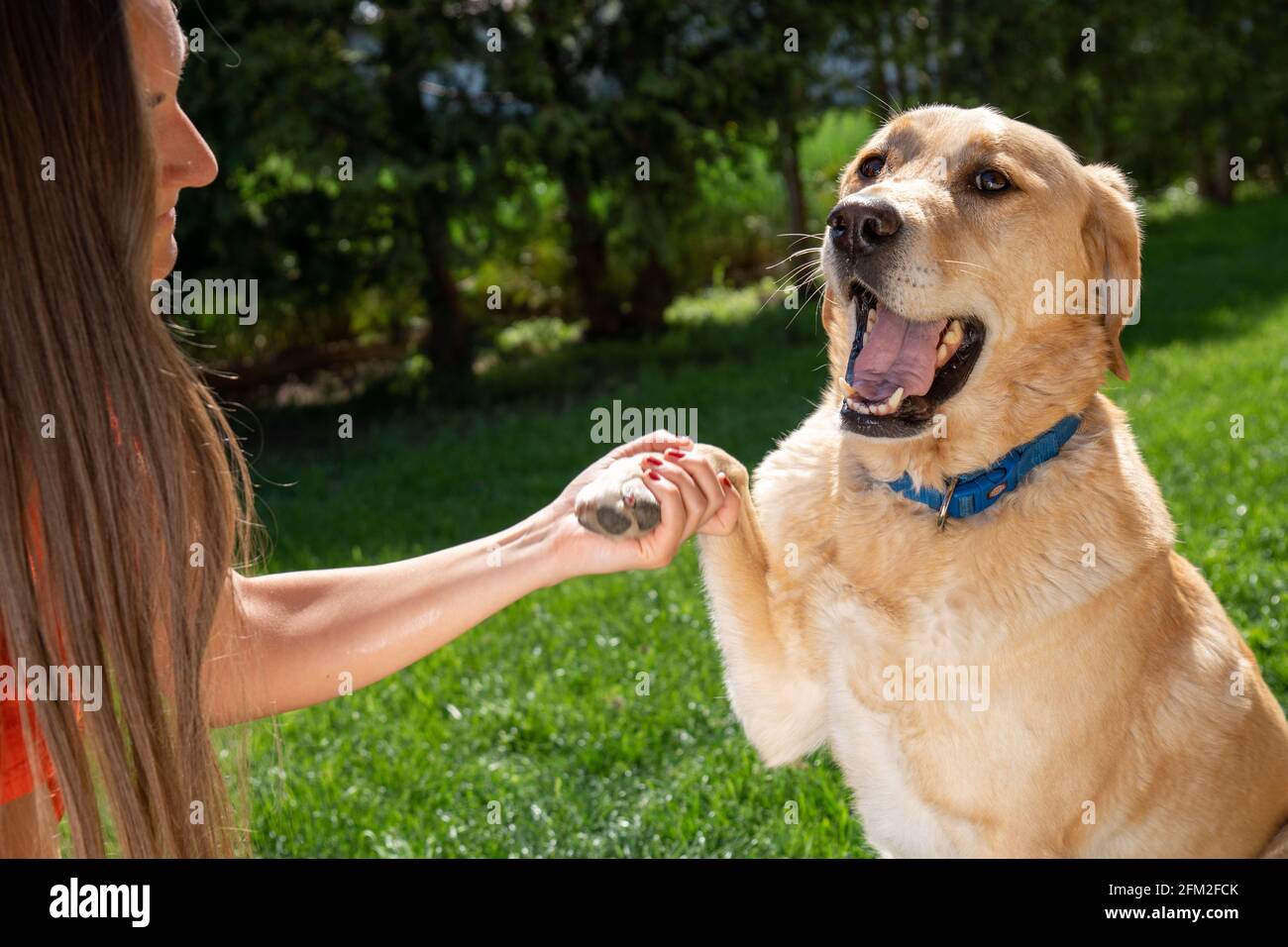 Cute, adorable, and trained brown Labrador Retriever giving its paw to ...