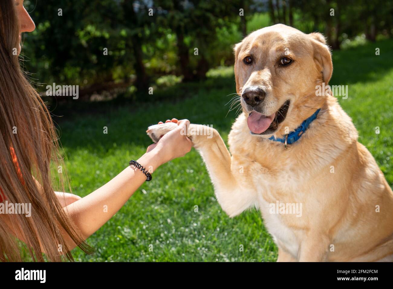 Cute, adorable, and trained brown Labrador Retriever giving its paw to ...