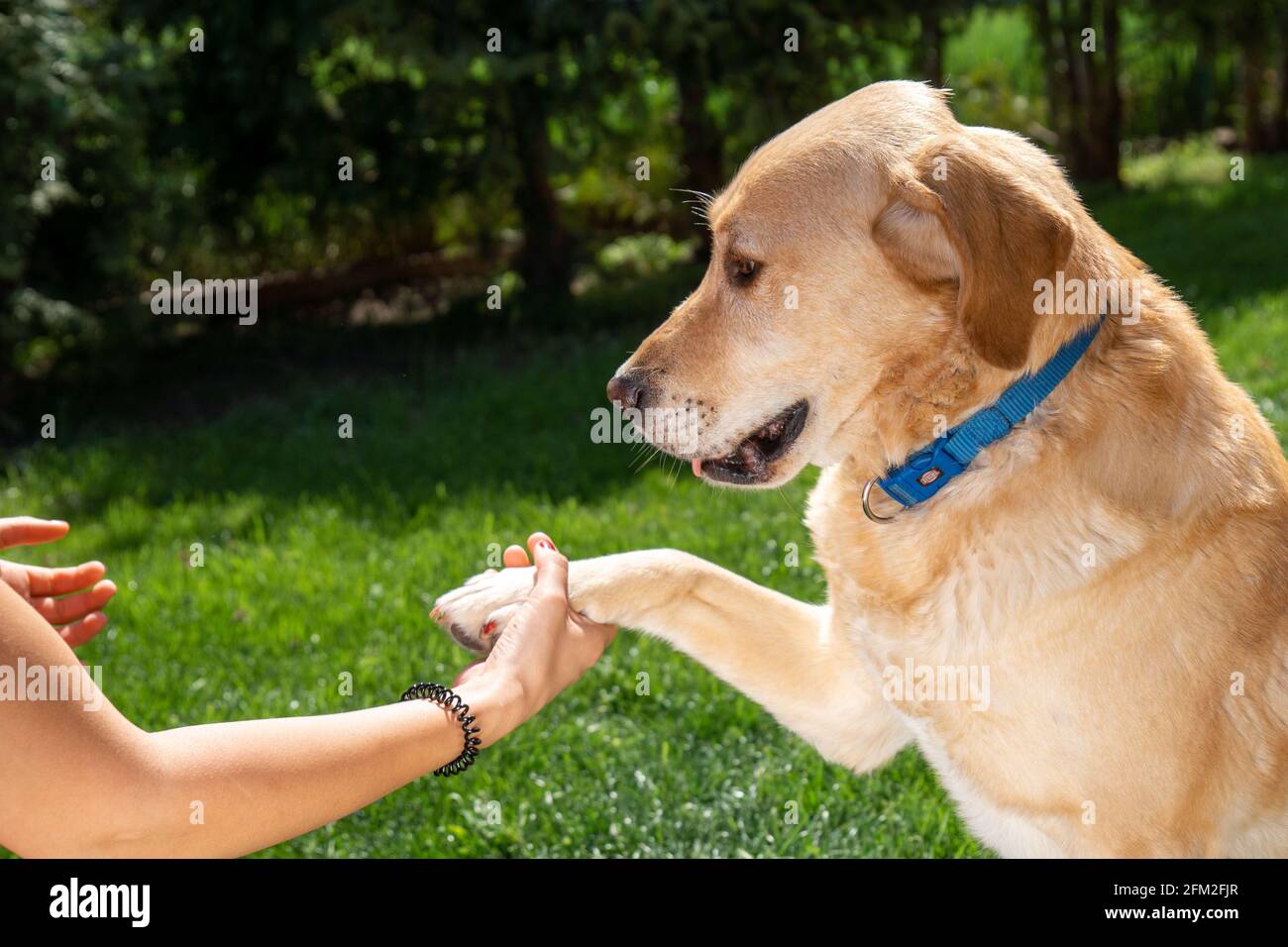 Cute, adorable, and trained brown Labrador Retriever giving its paw to ...