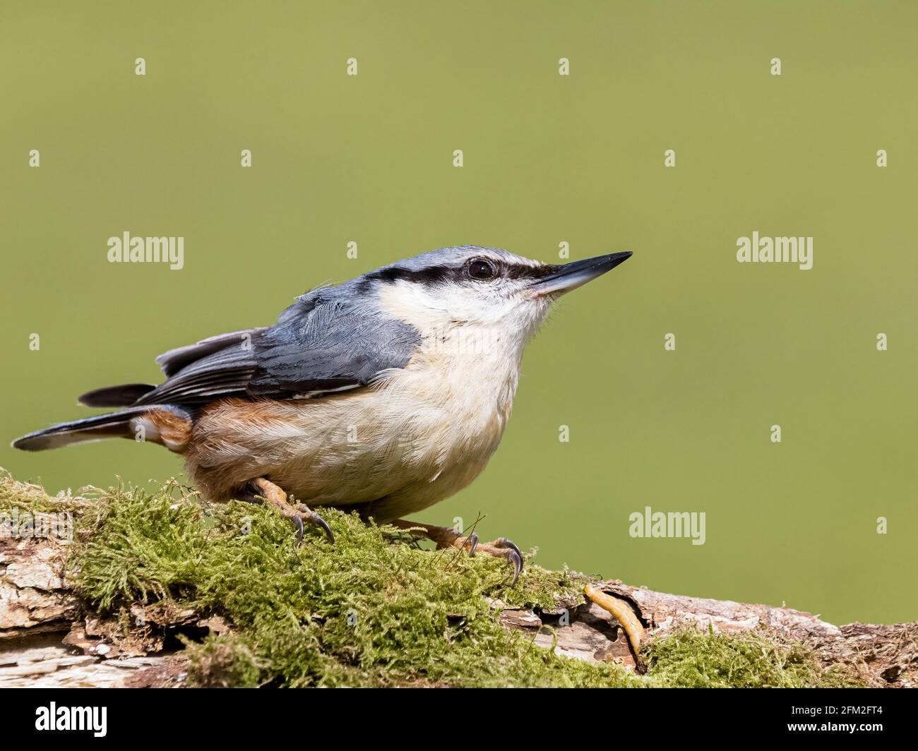 European nuthatch foraging for food in spring sunshine in mid Wales ...
