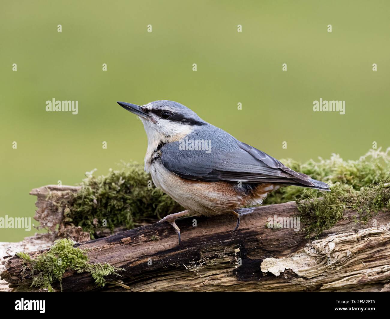 European nuthatch foraging for food in spring sunshine in mid Wales ...