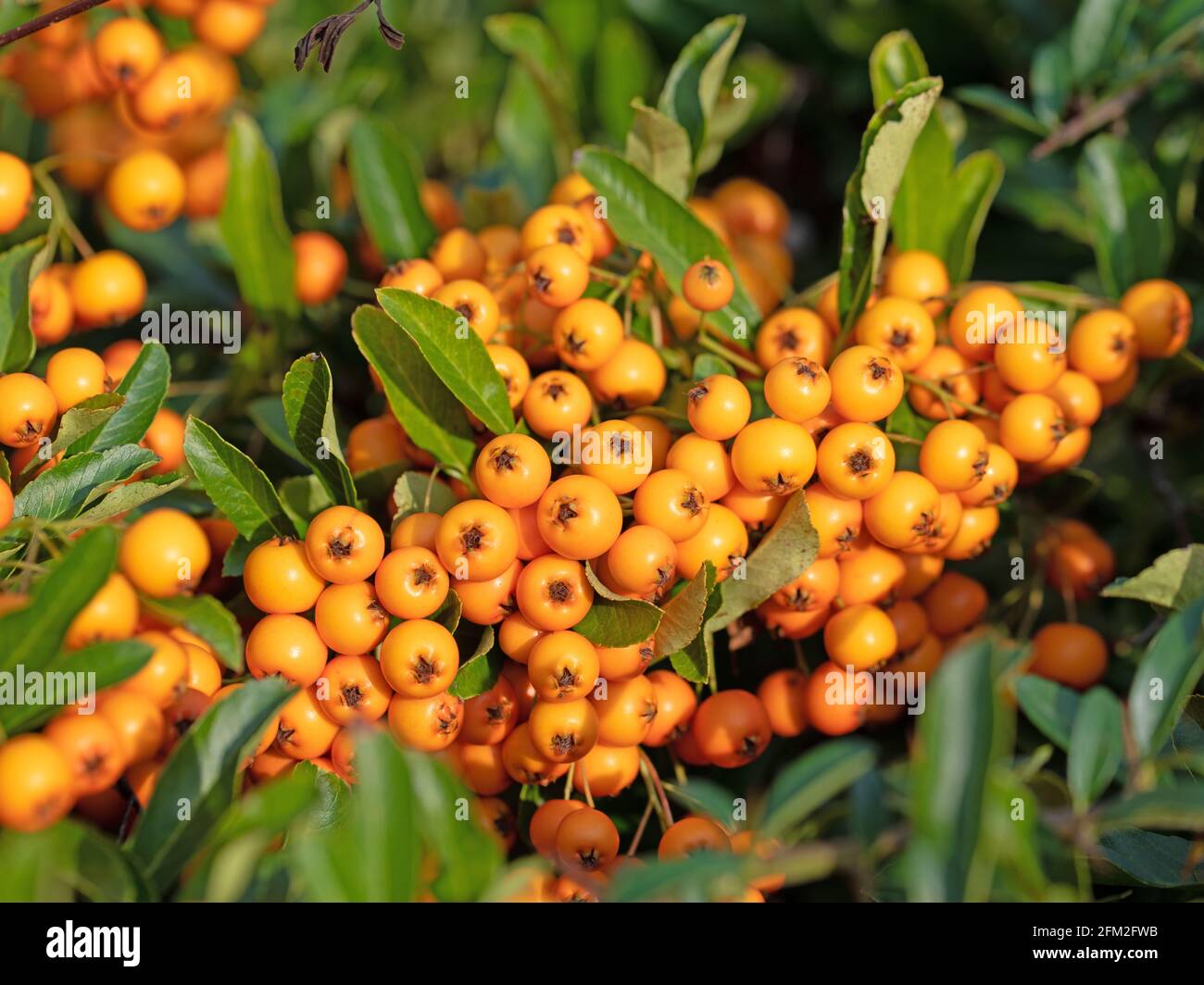 Firethorn yellow berries pyracantha hi-res stock photography and images ...