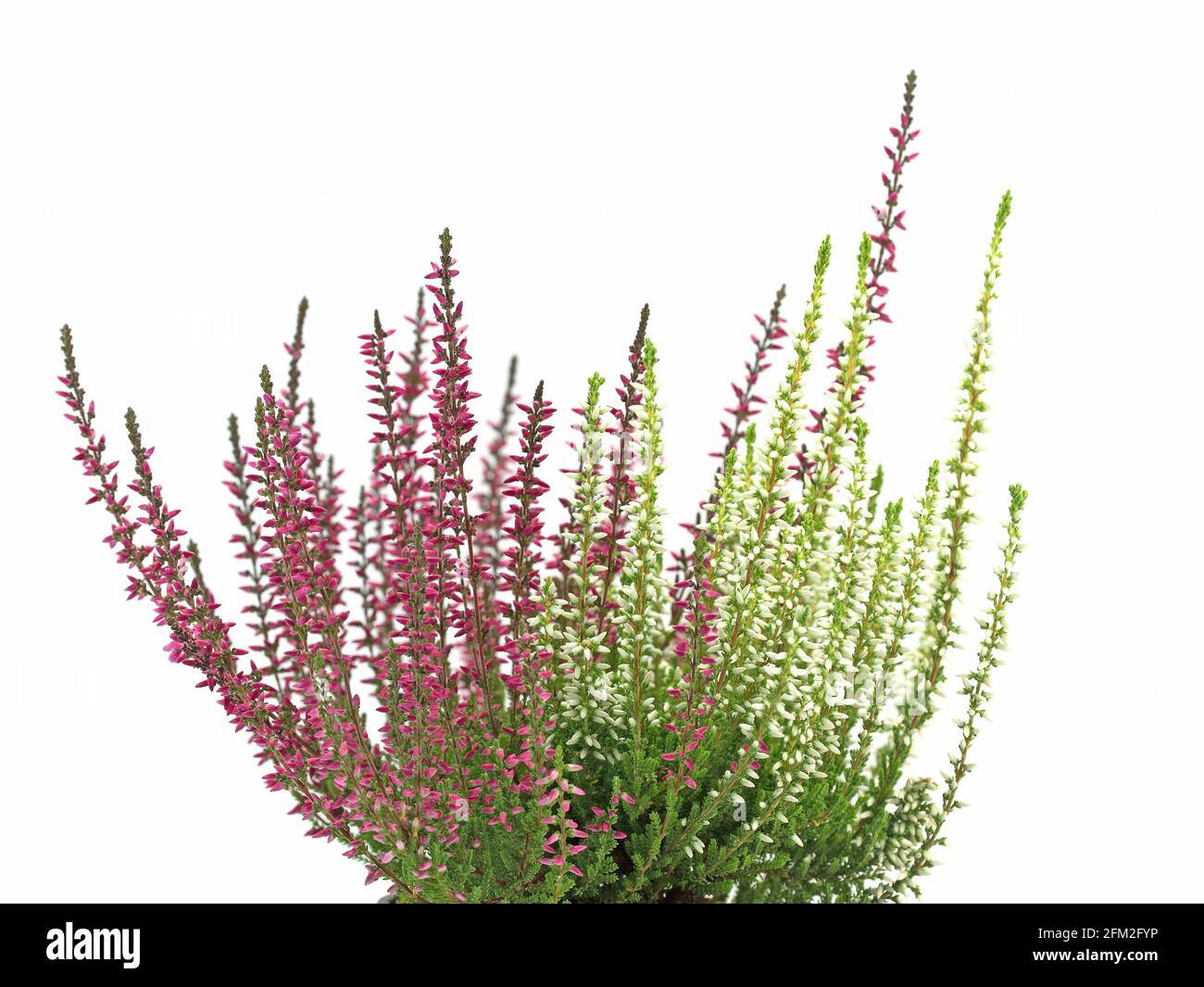 Blooming heather against a white background Stock Photo - Alamy