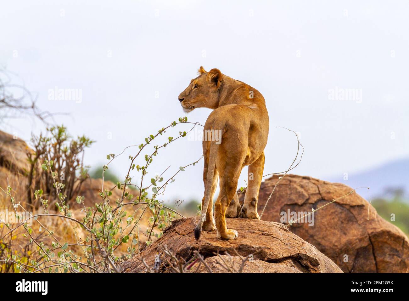 Rear view lion hi-res stock photography and images - Alamy