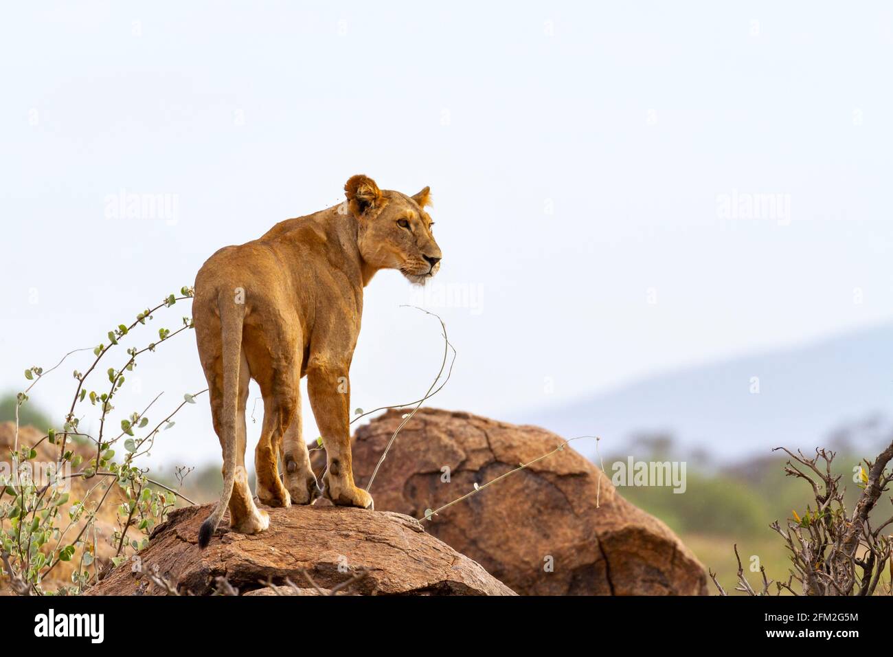 Lion lioness "Panthera leo" stands on rocks looking out on savanna ...