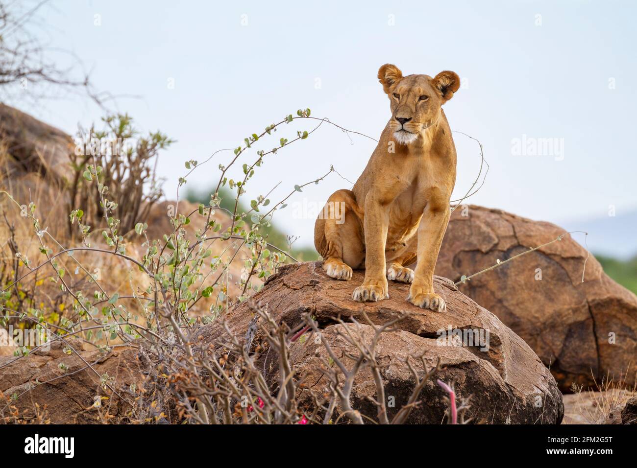 Lioness lion sits on rock and looks with serious scary stare. Front ...