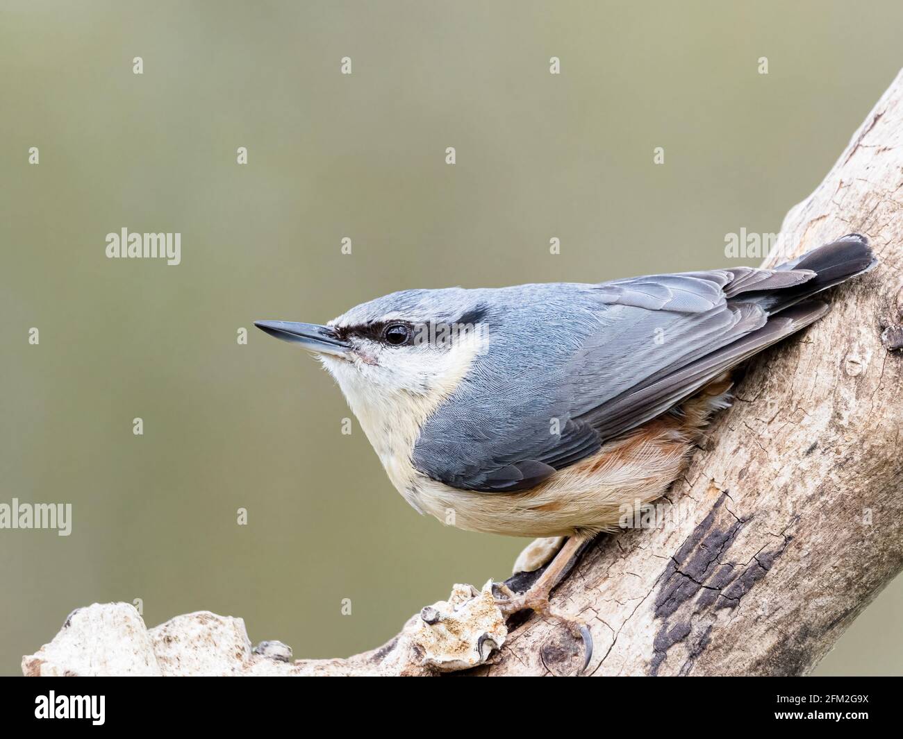 European nuthatch foraging for food in spring sunshine in mid Wales ...