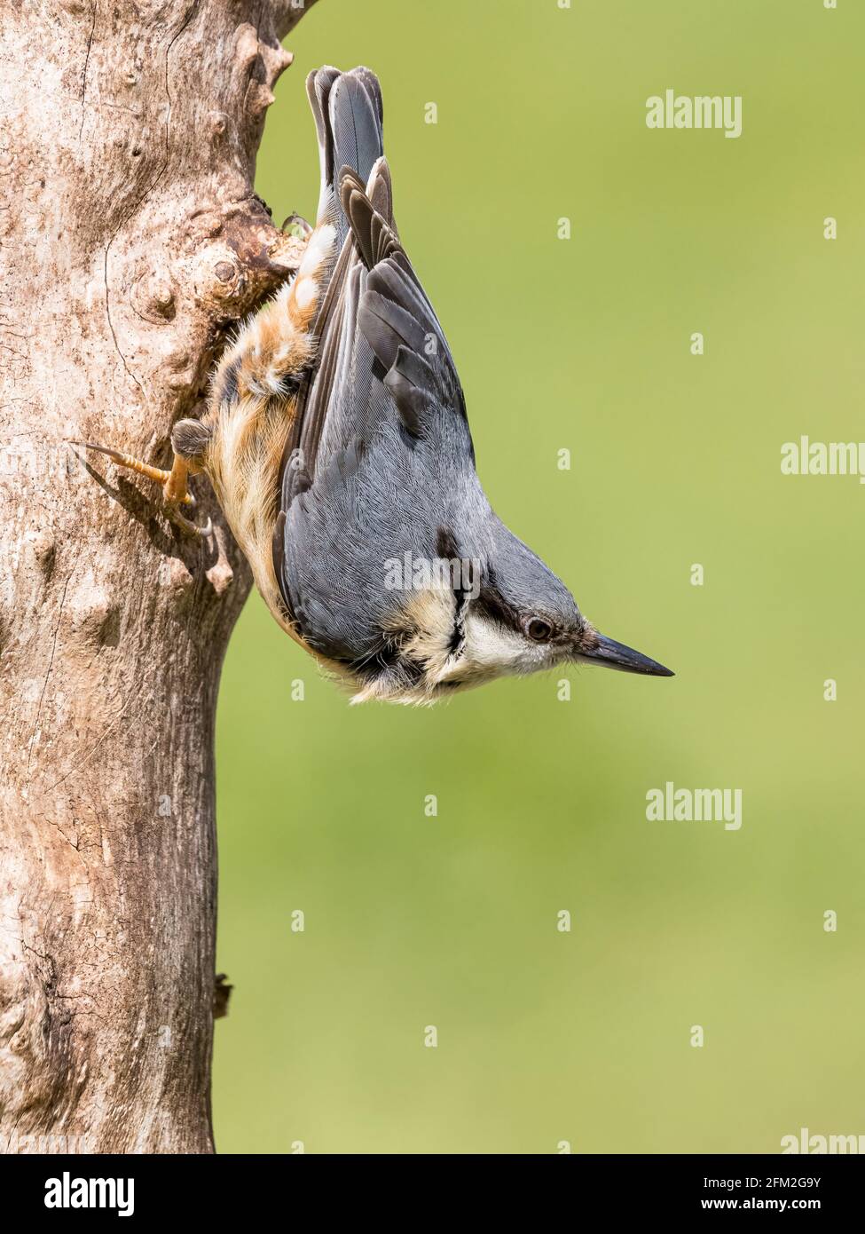 European nuthatch foraging for food in spring sunshine in mid Wales ...