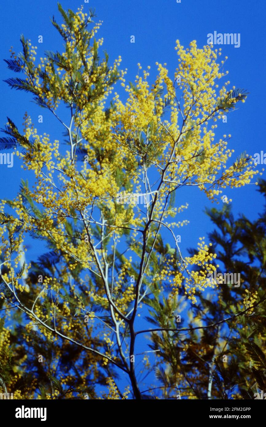 Acacia dealbata close up hi-res stock photography and images - Alamy