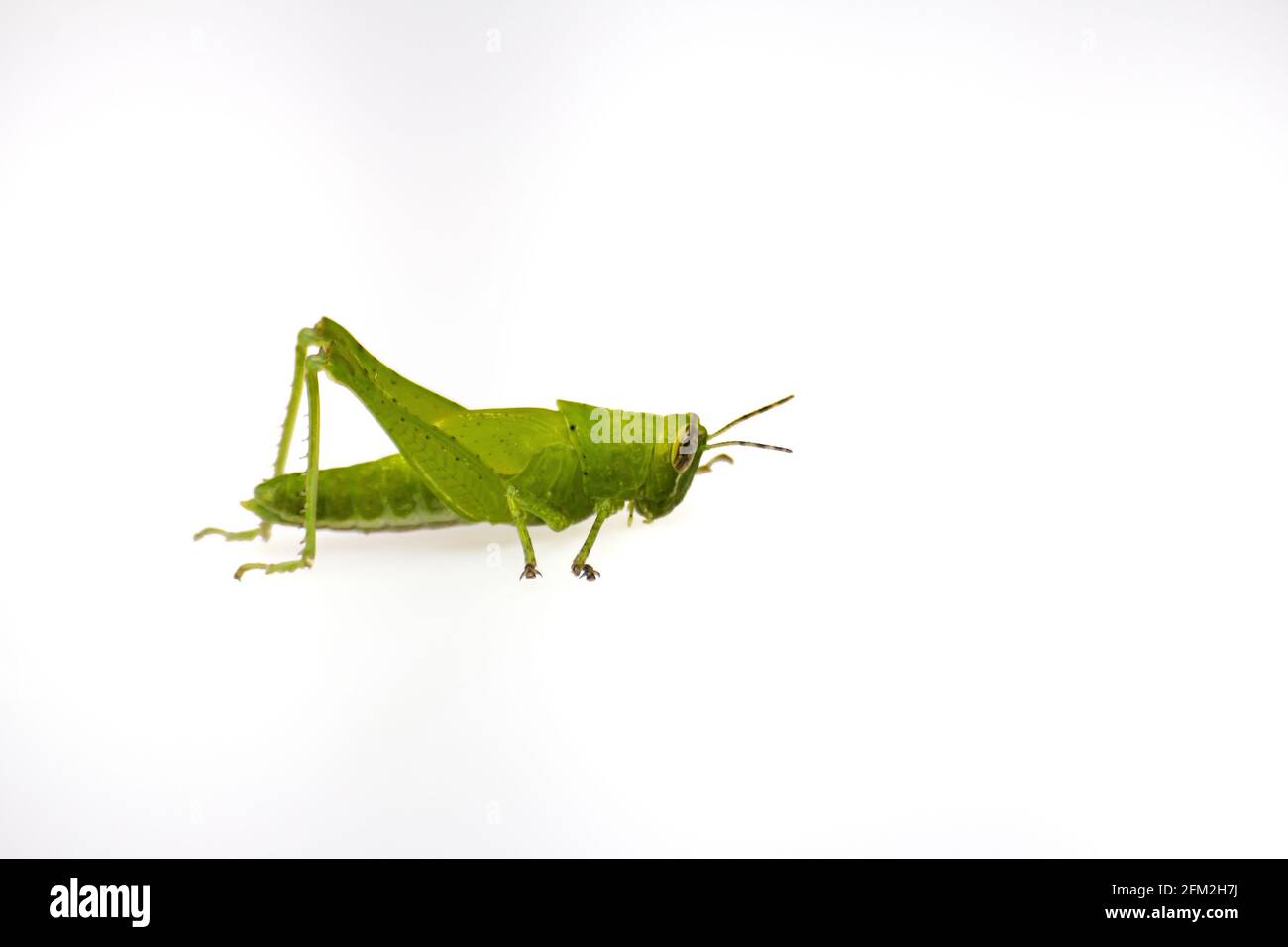 Closeup shot of a grasshopper on an isolated background Stock Photo - Alamy
