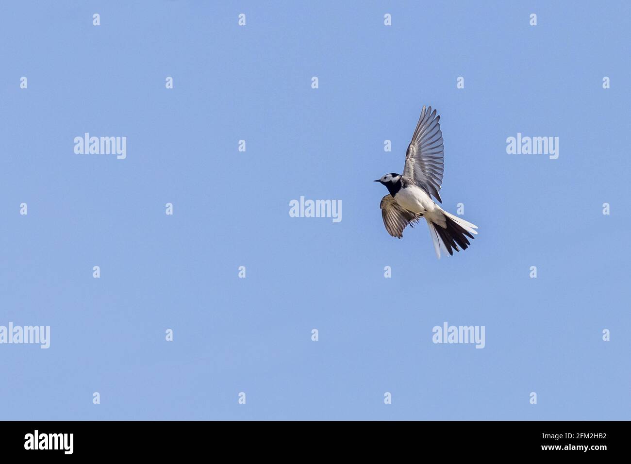 Pied wagtail in flight hi-res stock photography and images - Alamy