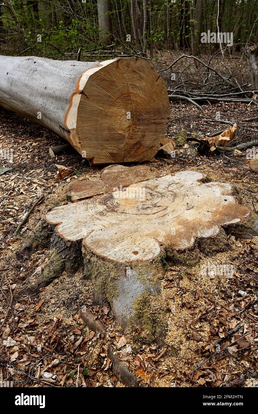 Tree felling in the forest Stock Photo - Alamy