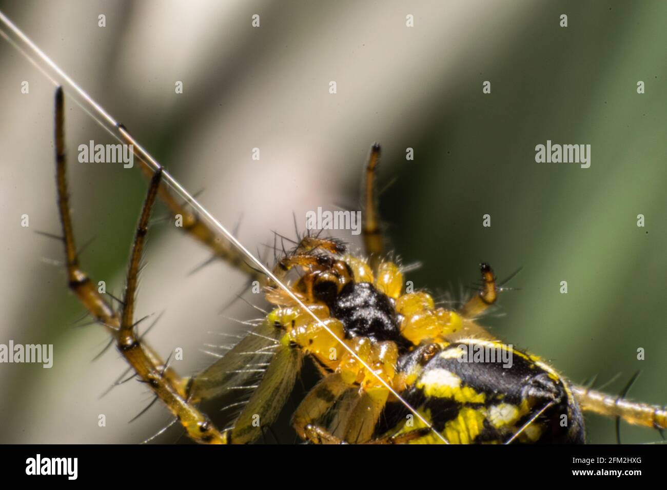 Spider spinneret organ macro photography with a web filament behind ...