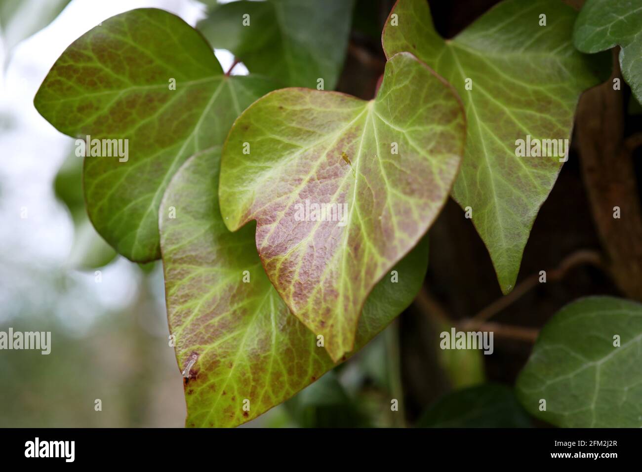 General views of the Weald & Downland Living Museum in Singleton ...