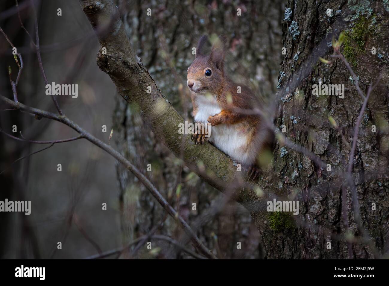 The red squirrel or Eurasian red squirrel (Sciurus vulgaris) is a ...