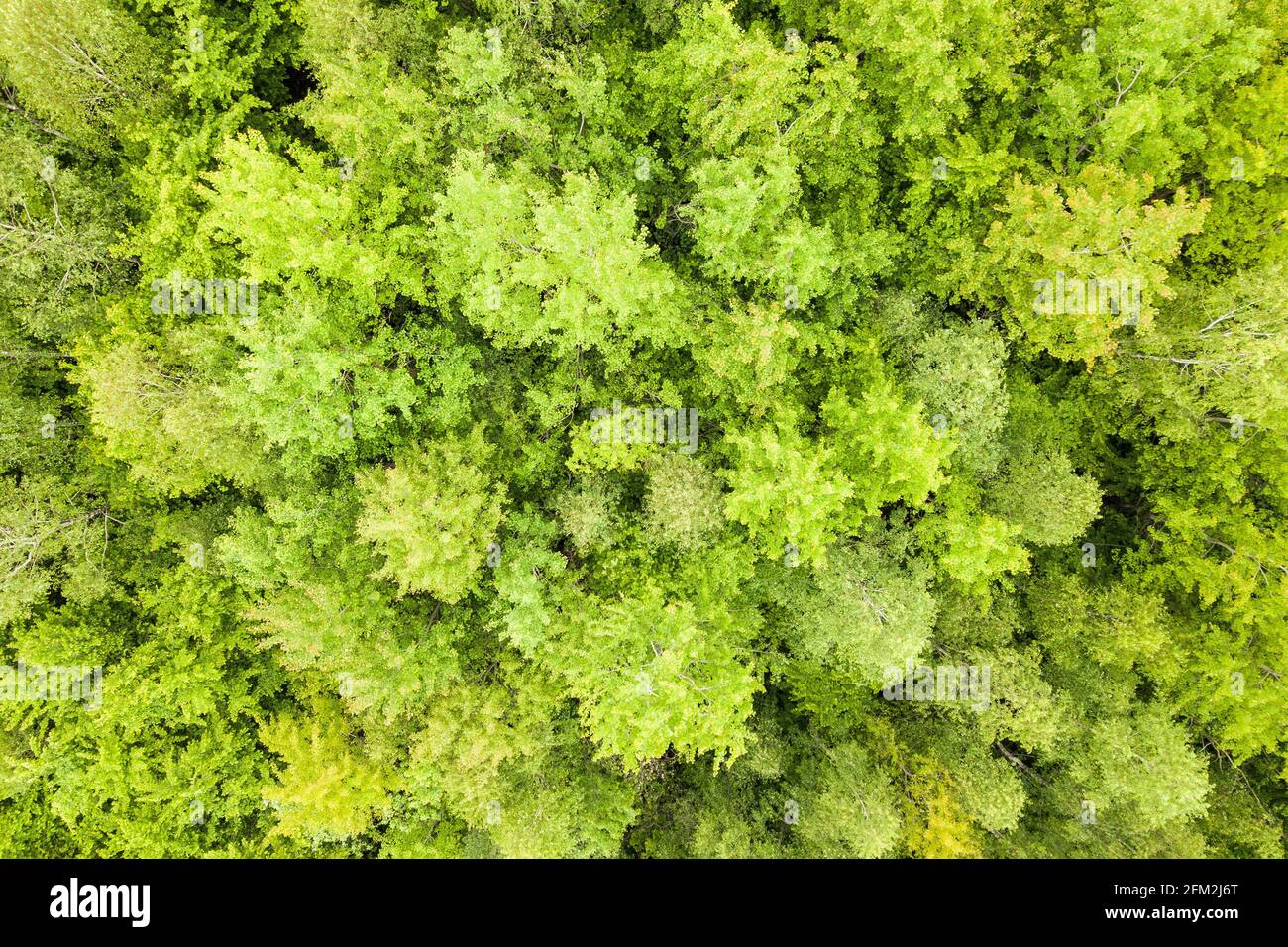 Top down aerial view of green summer forest with canopies of many fresh ...